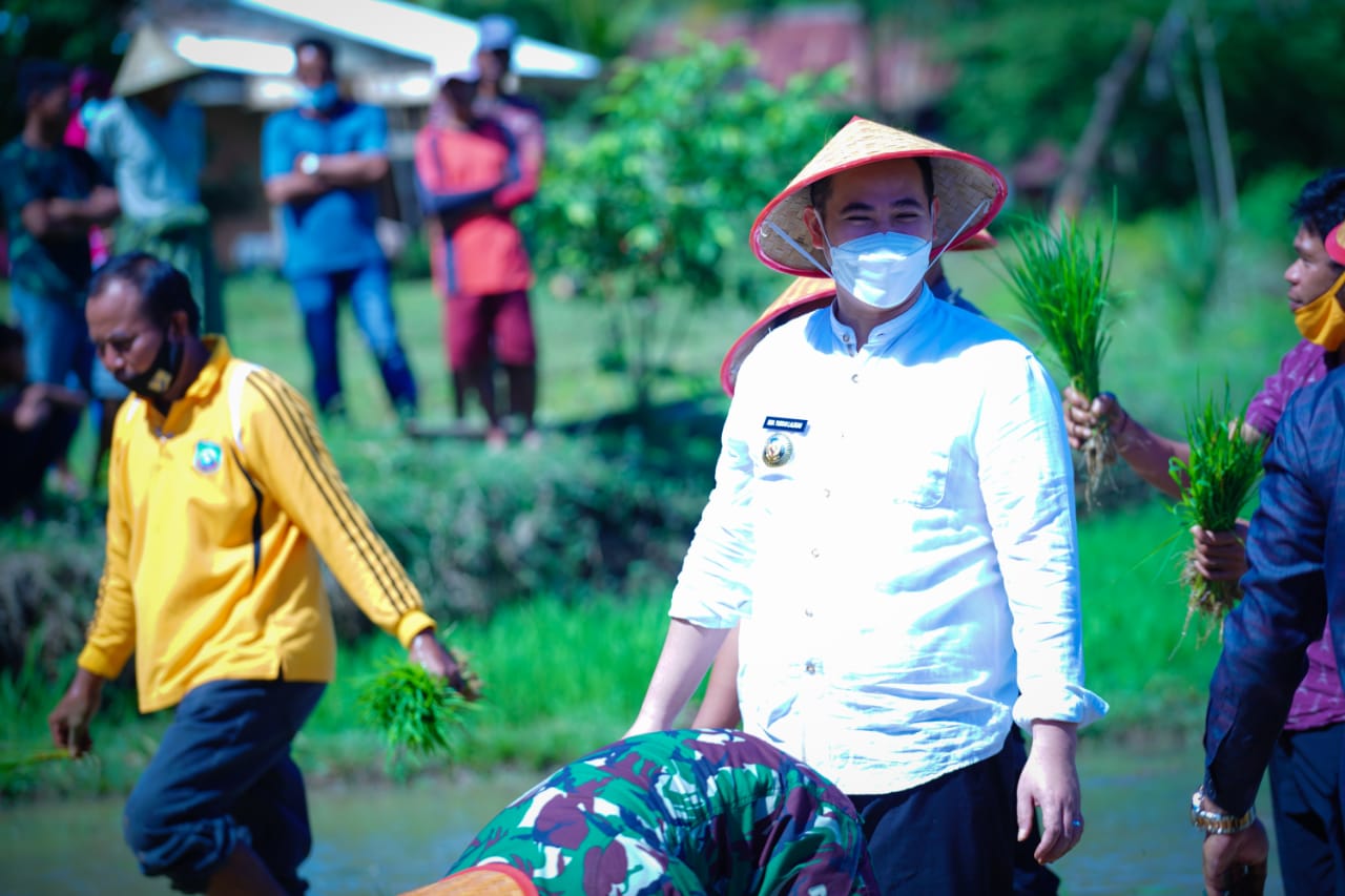 “Melumpur” di Sawah, Bupati Pangkep Berlomba Tanam Benih Padi IR 42 ...