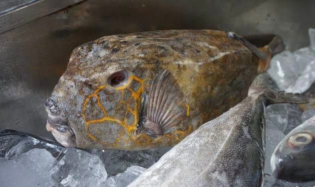 Kudu-kudu, Ikan Khas Makassar yang Seram tapi Berdaging Lembut Kini ...