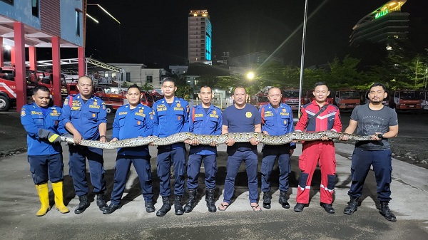Tim Animal Resque Damkar Makassar Evakuasi Ular Piton Sepanjang Lima ...