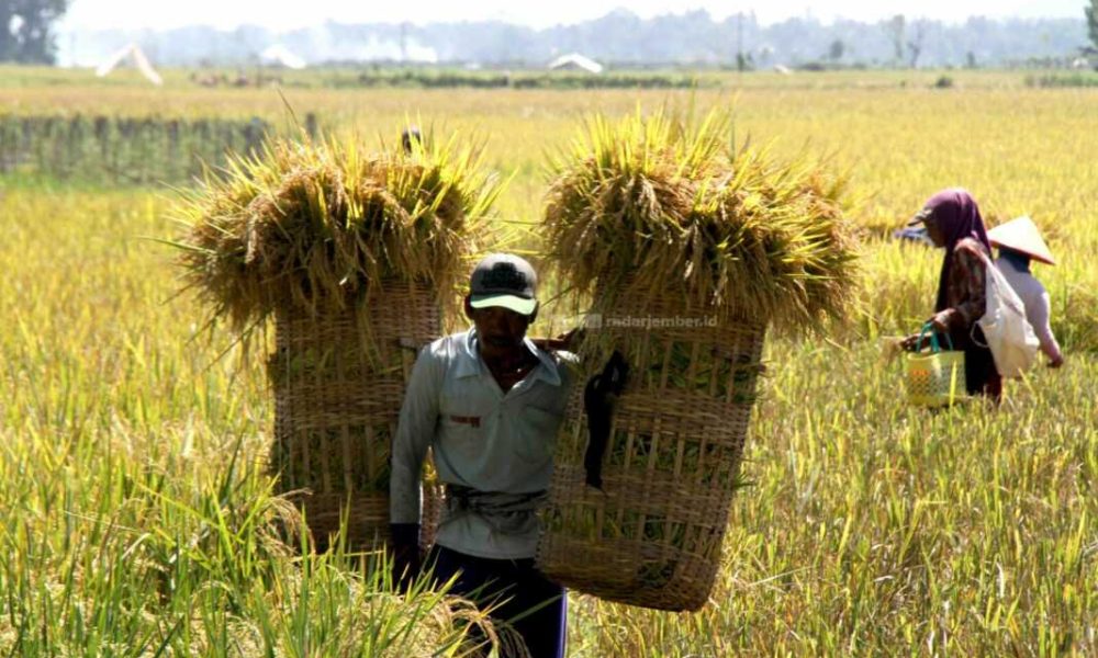 Petani Panen Raya, Pasokan di Pasar Induk Kramat Jati Melimpah dan ...