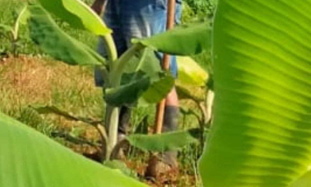 Ribuan Pohon Pisang Cavendish Tumbuh Subur di Lokasi Ketahanan Pangan – Ujung Jari